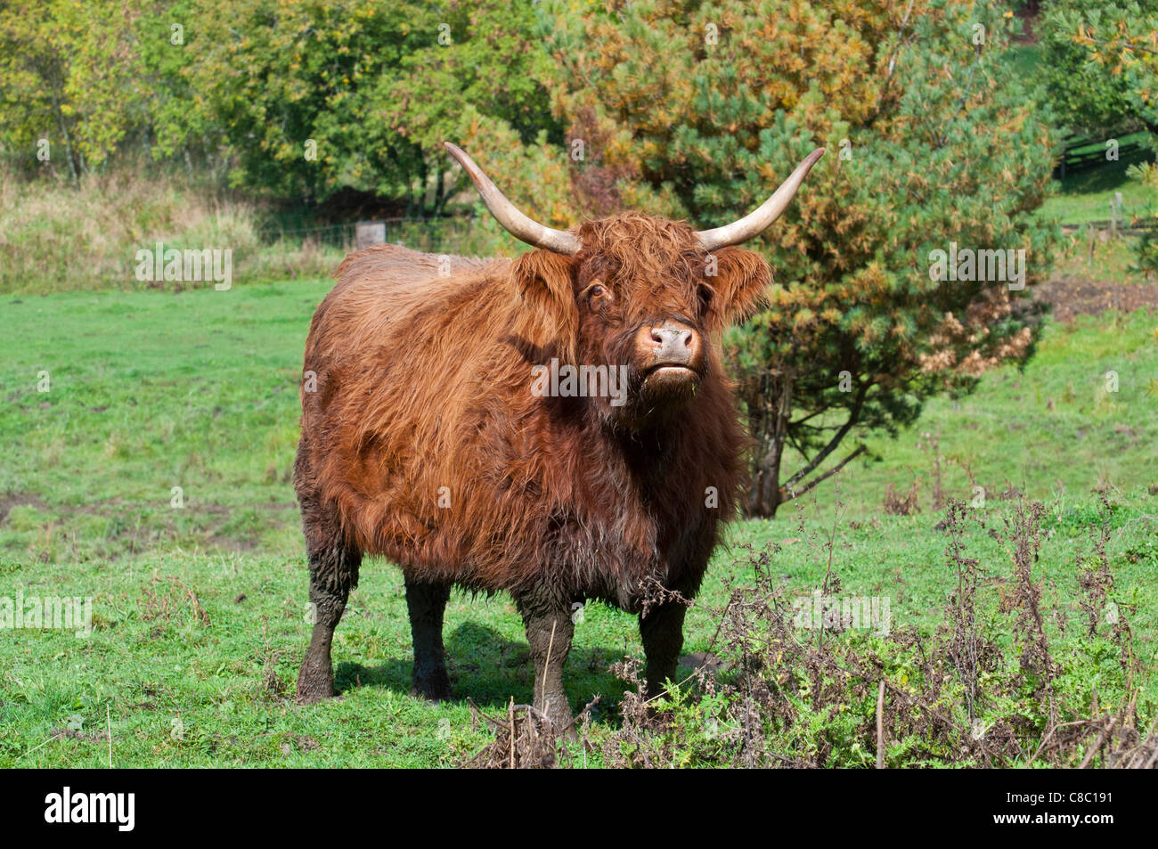 A Highland cow Stock Photo - Alamy