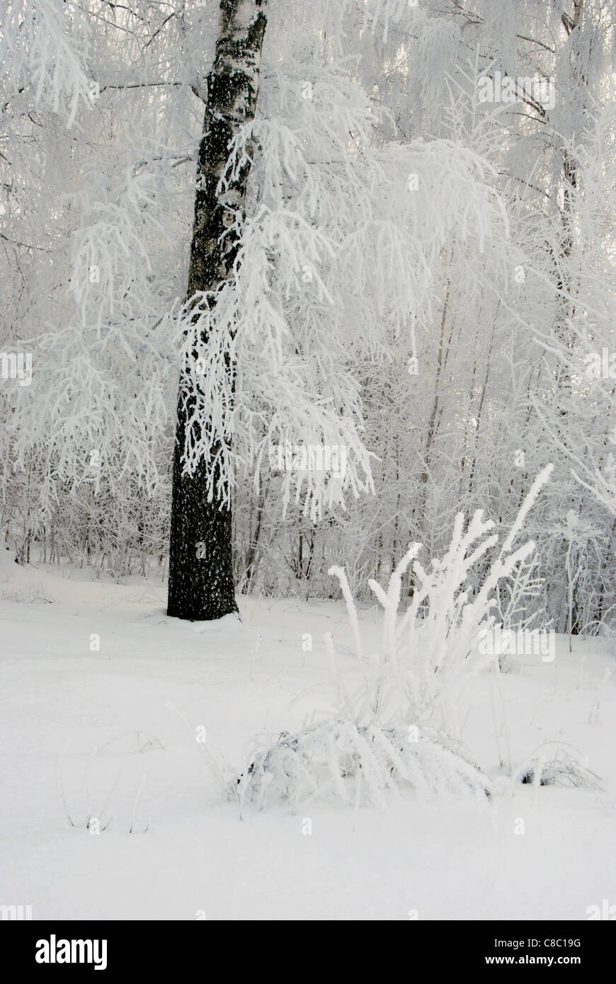 Fantastic frost on the birch trees in winter. Tree branches covered ...