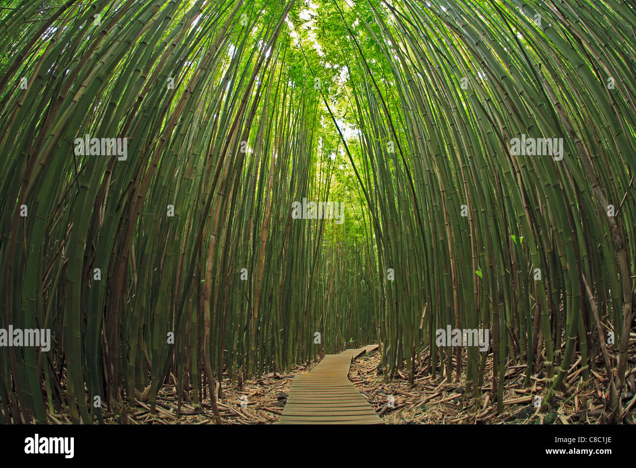 Walkway through the bamboo forest in Kipahulu, Maui, Hawaii in ...