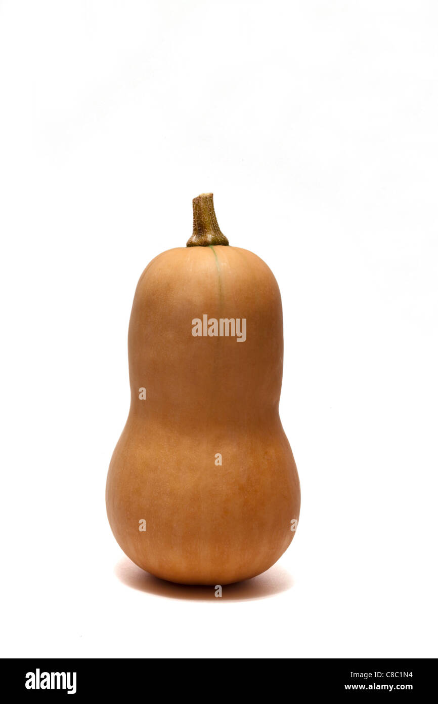 Squash stem Cut Out Stock Images & Pictures - Alamy