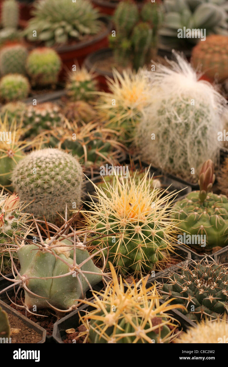 Small Mexican cacti Stock Photo - Alamy