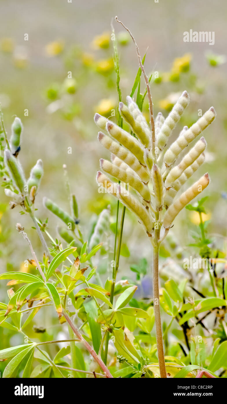 Texas Bluebonnet Seeds / Seed Pods in Wildflower Field (Lupinus ...