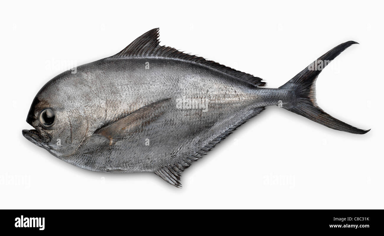 Pacific pomfret hi-res stock photography and images - Alamy