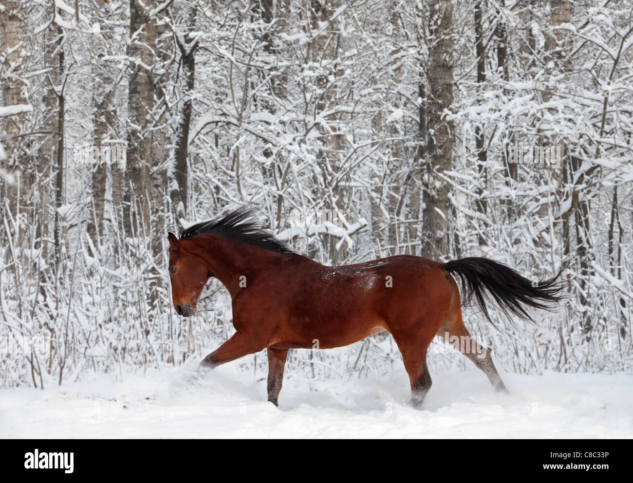 Bay trakehner stallion galloping in winter woods Stock Photo - Alamy