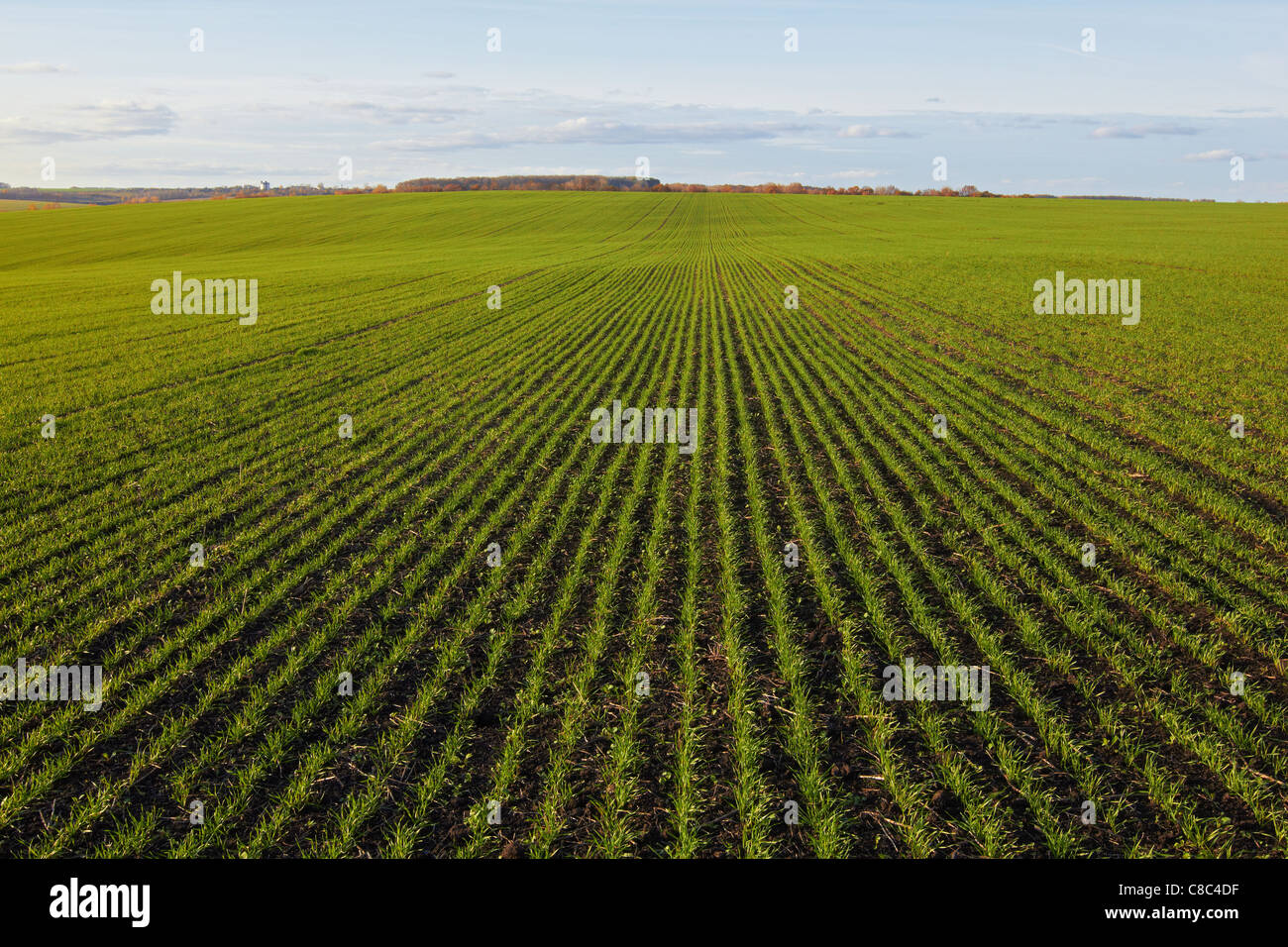 Winter grain crops green field background - wide angle shot Stock Photo ...