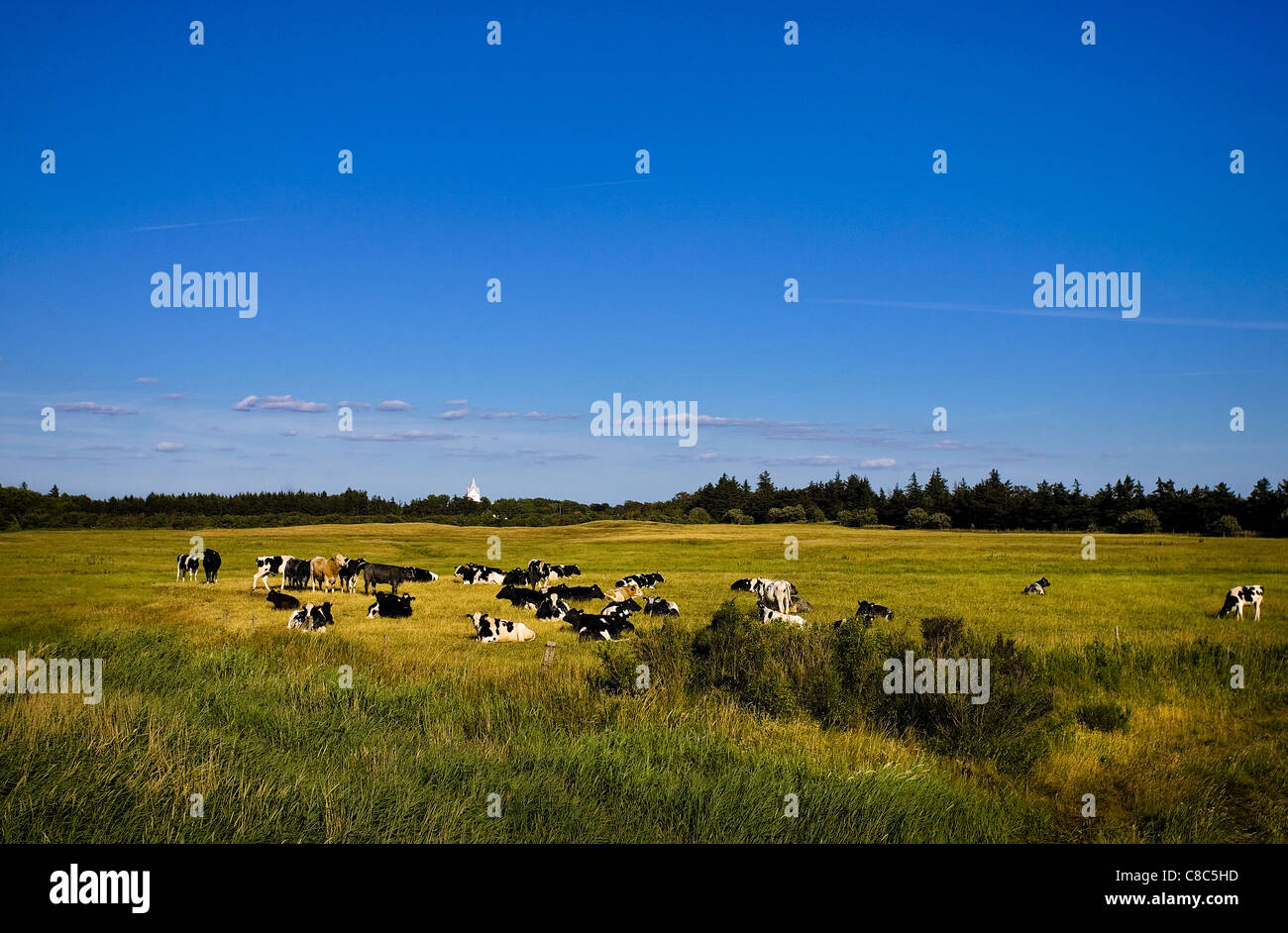 Cows in the marsh by the North Sea With blue sky Stock Photo - Alamy