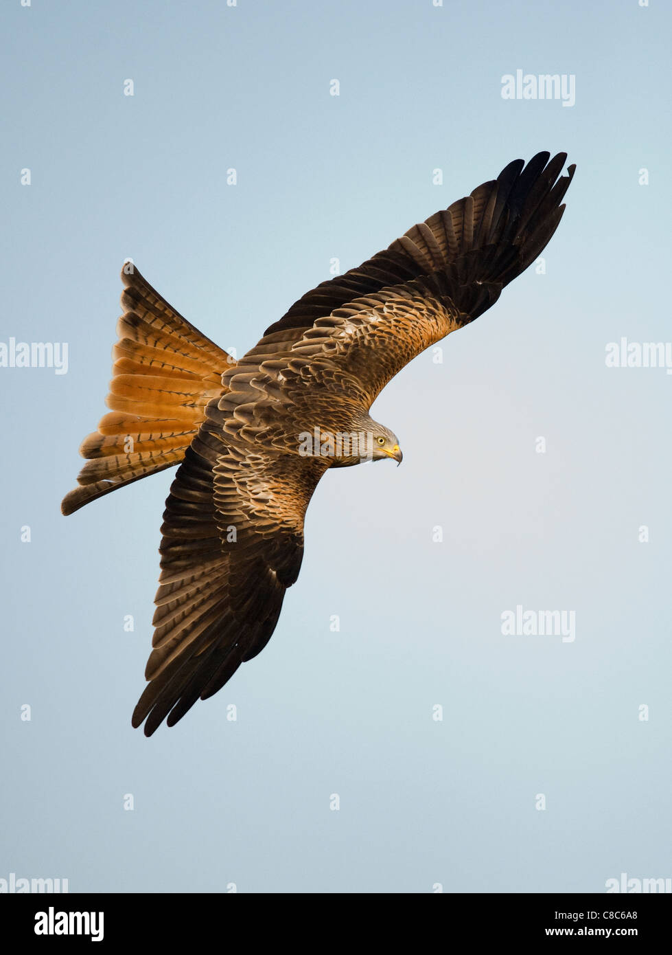 Images Of Red Kites In Flight at Adam Ross blog