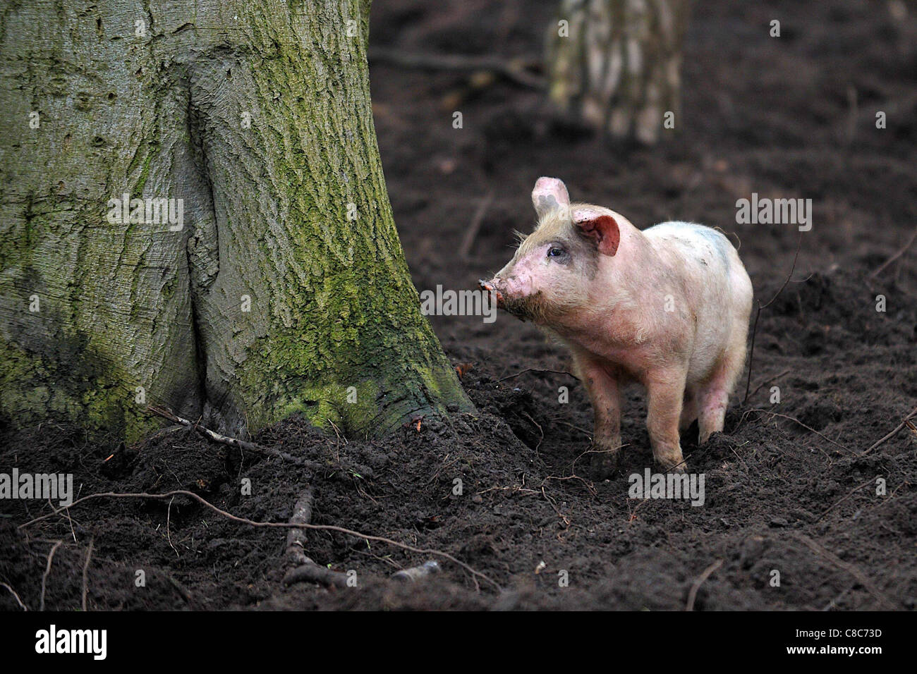 © Tony Bartholomew A piglet looks round a tree in a wooded area with ...