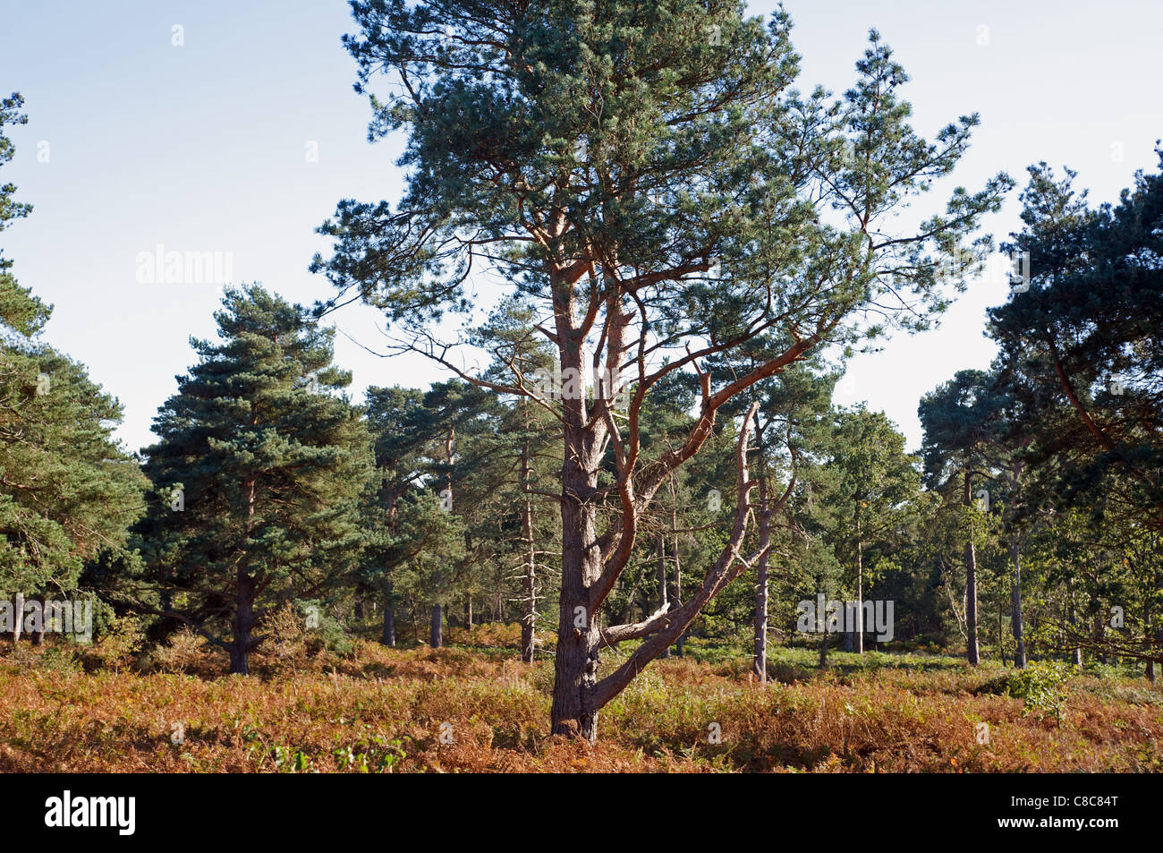 Sutton Heath, Suffolk, England Stock Photo - Alamy