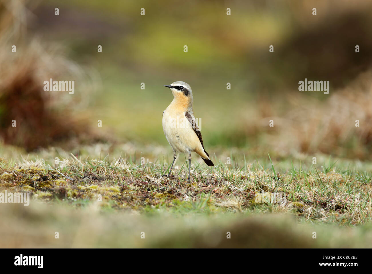 Horiz britain british england english europe hi-res stock photography ...