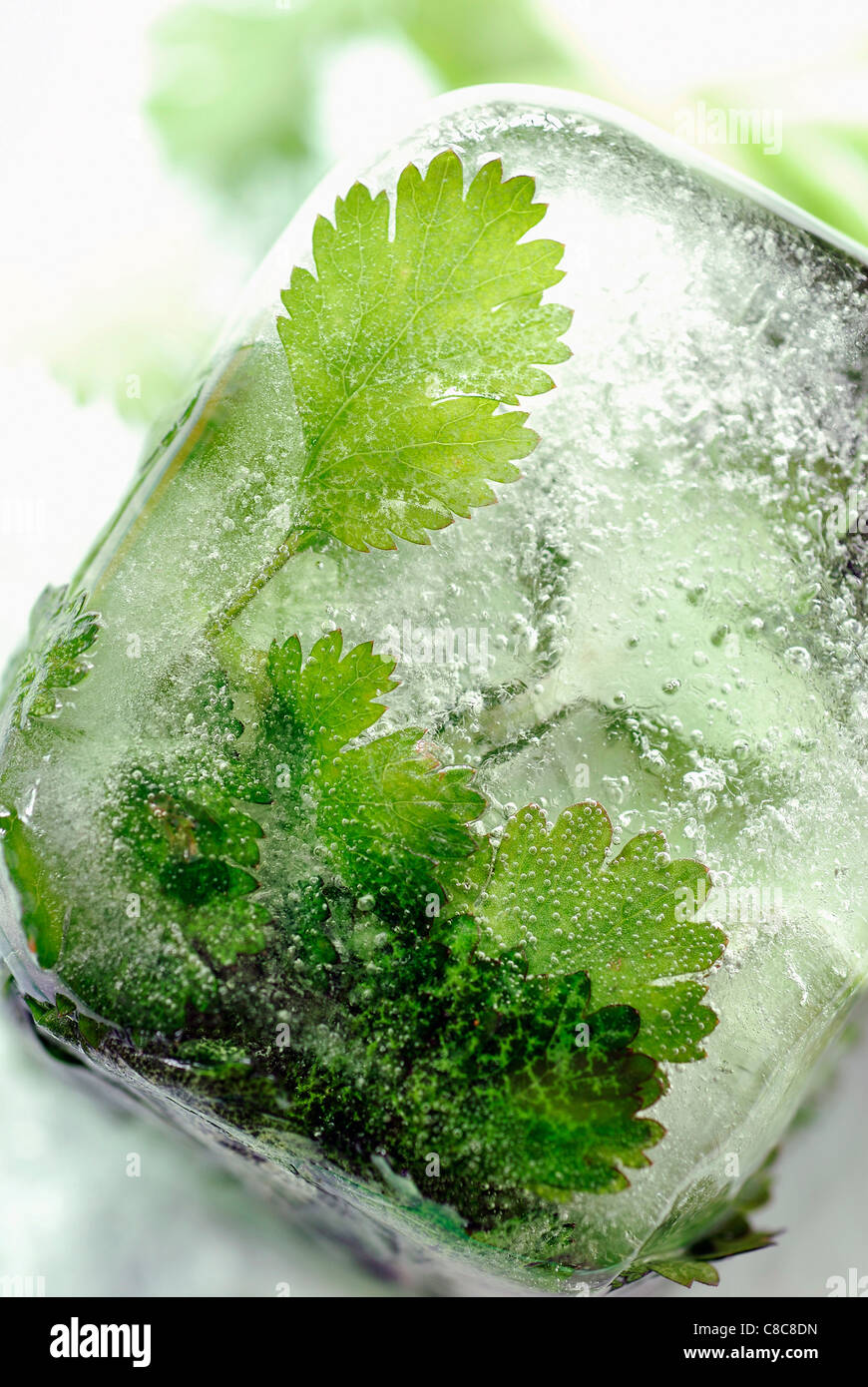Coriander ice cube Stock Photo - Alamy