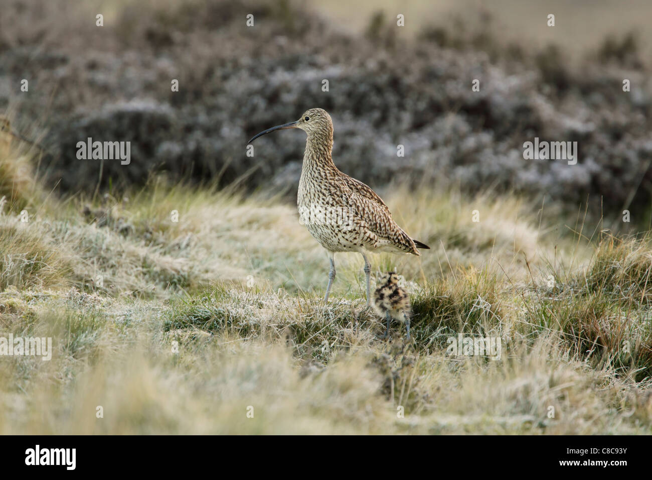 Curlew chick hi-res stock photography and images - Alamy