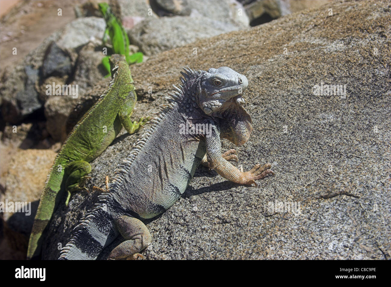 Grey and green iguana's on a rock in the sun Stock Photo - Alamy