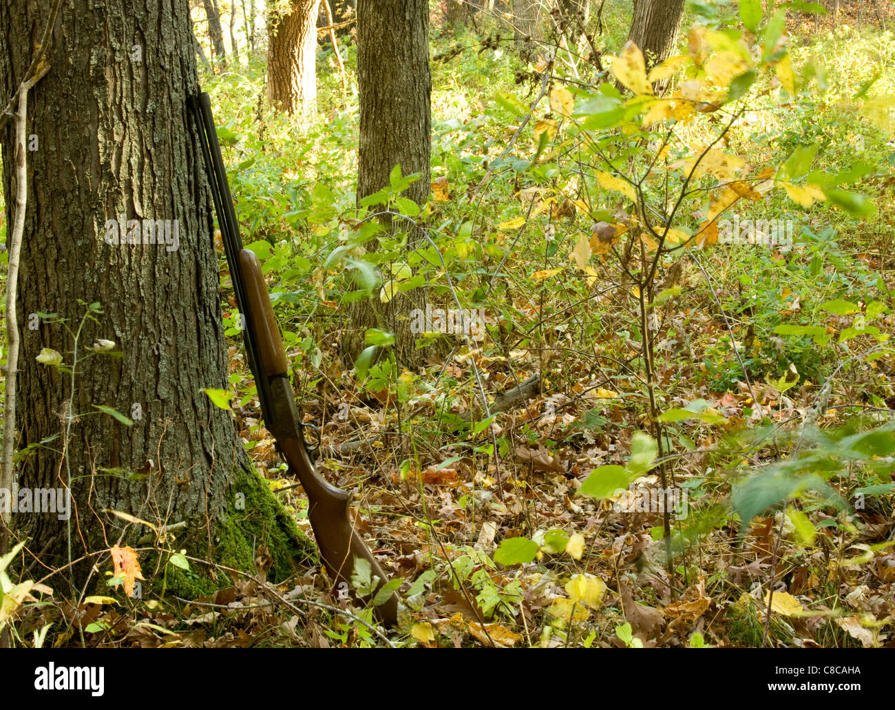 Gun trees hi-res stock photography and images - Alamy