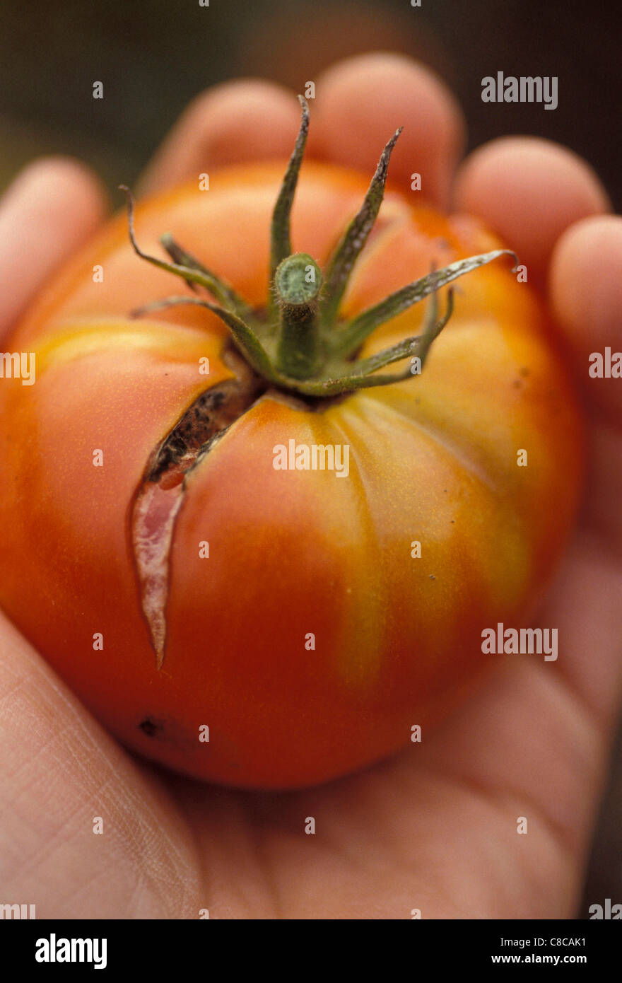 hand holding tomato Stock Photo - Alamy