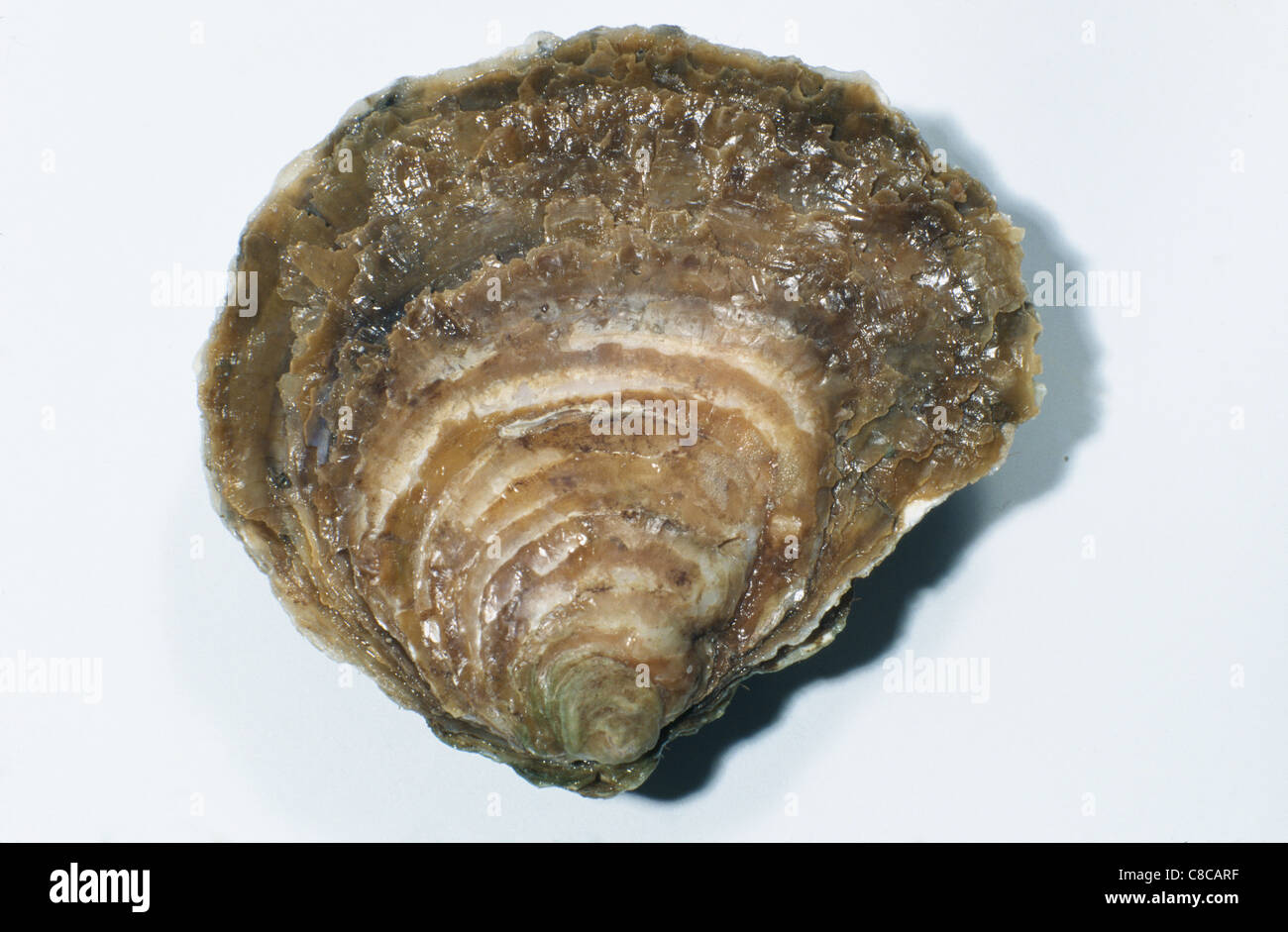 Single oyster in shell hi-res stock photography and images - Alamy