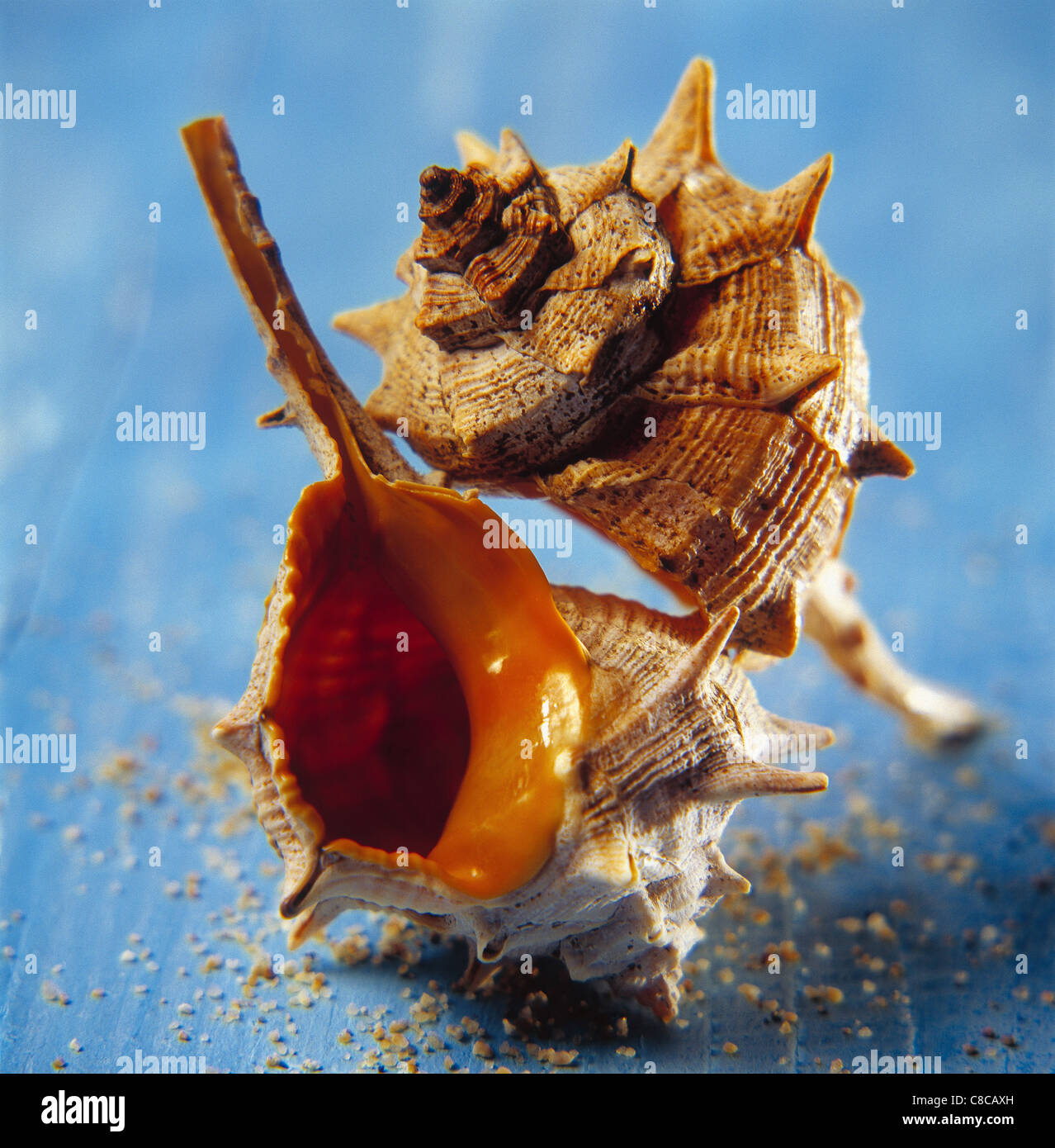Winkles hi-res stock photography and images - Alamy