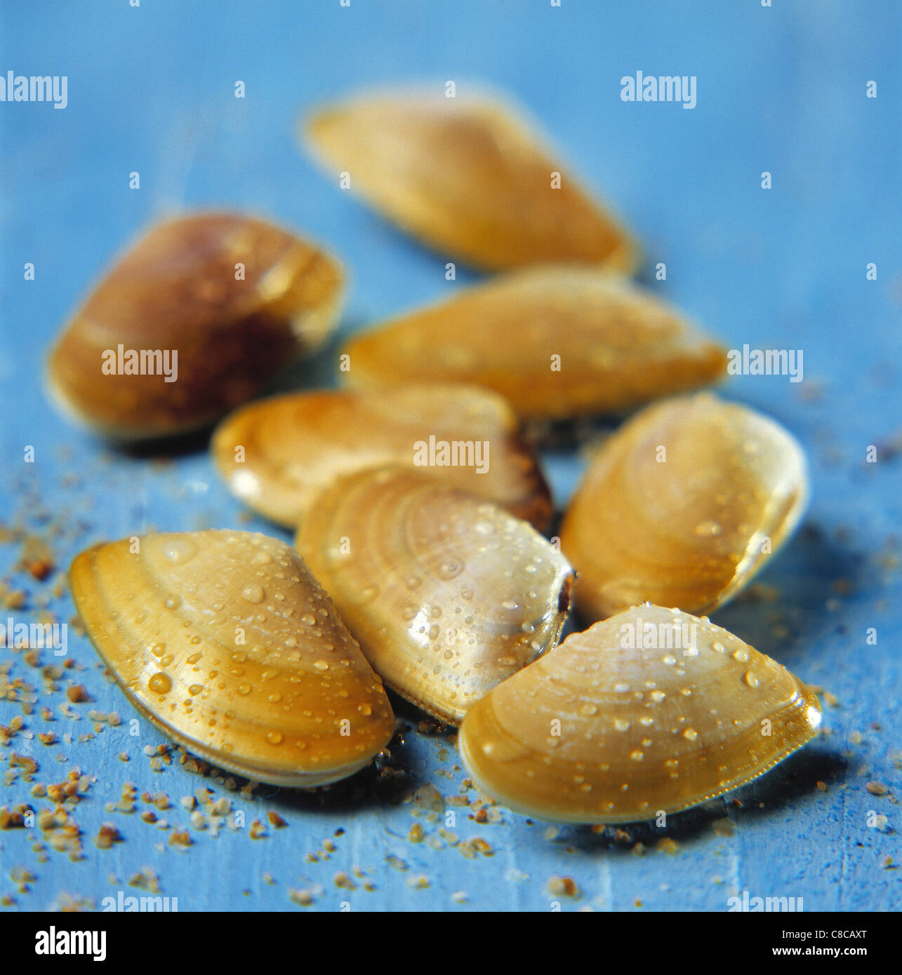 Carpet shell clams hi-res stock photography and images - Alamy
