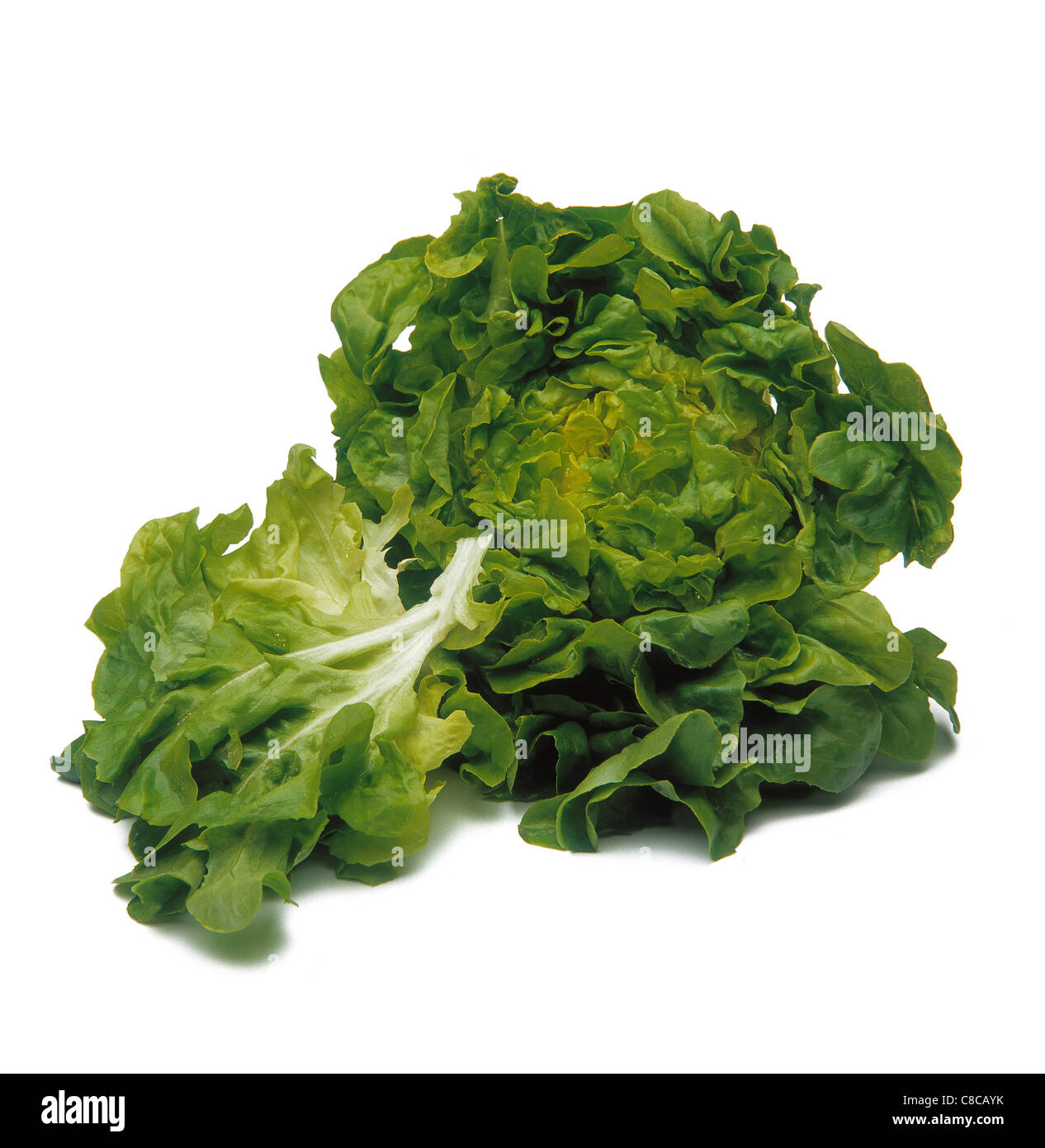 Oak Leaf lettuce Stock Photo - Alamy