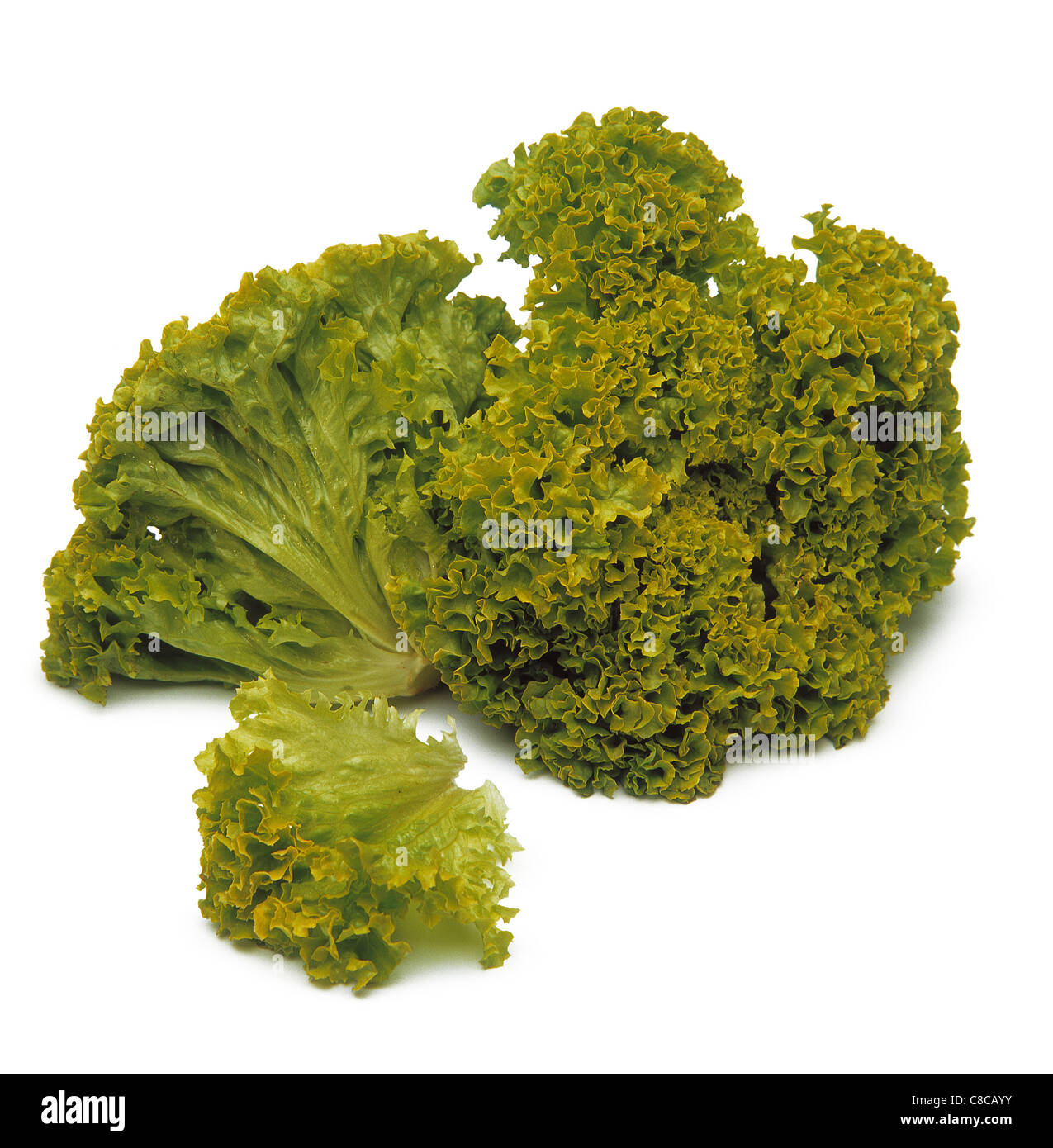 Green frizzy lettuce Stock Photo - Alamy