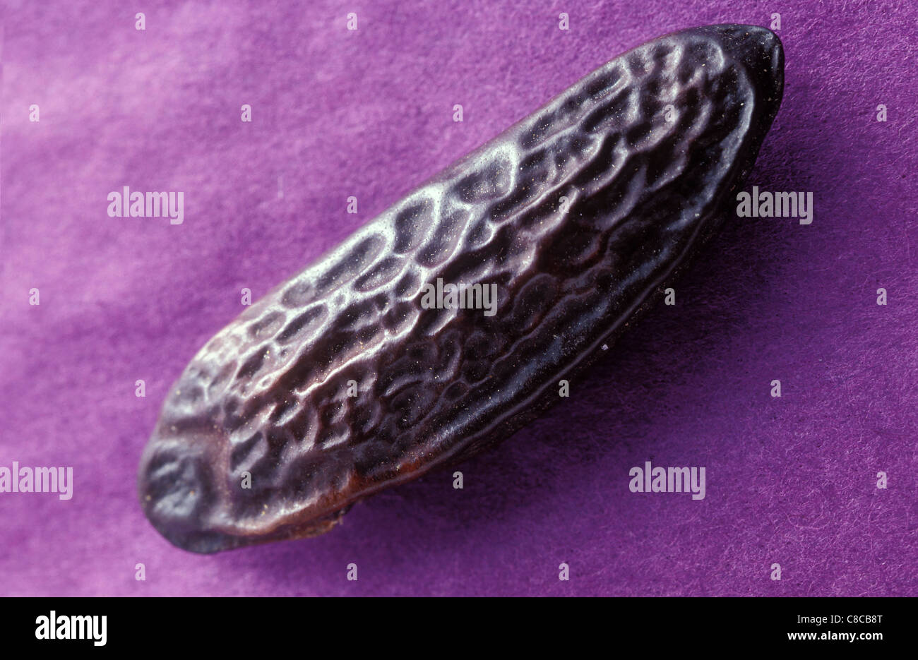 Tonka bean hi-res stock photography and images - Alamy