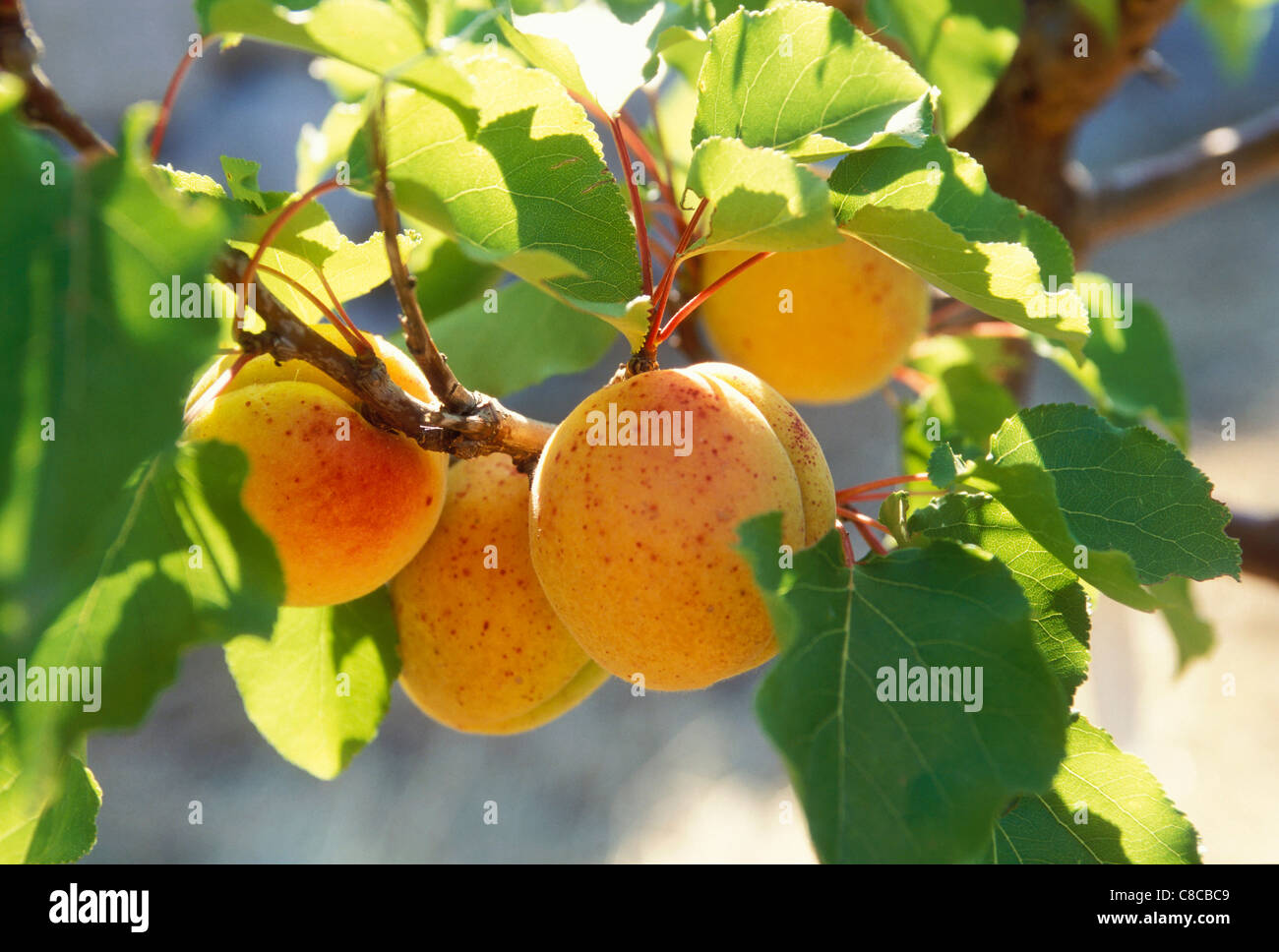 Abricots on tree Stock Photo - Alamy