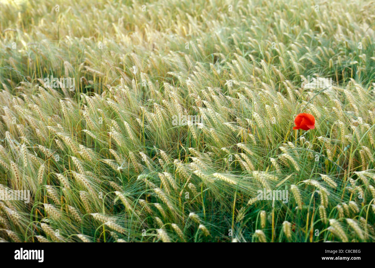 Green wheatfield with red poppy Stock Photo - Alamy