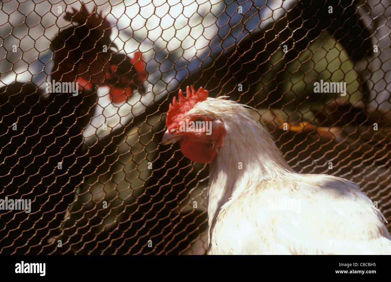 Live chickens in cage hi-res stock photography and images - Alamy