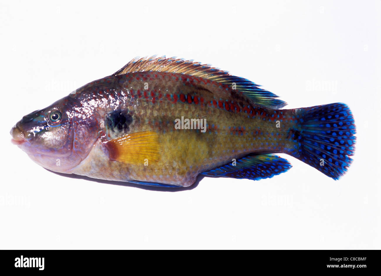 Wrasse fish Cut Out Stock Images & Pictures - Alamy