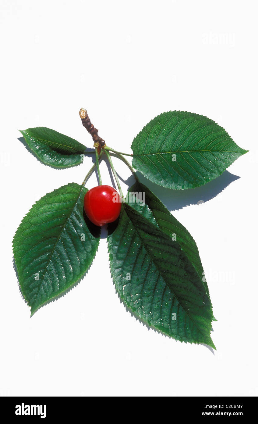 Cherry with leaves Stock Photo - Alamy
