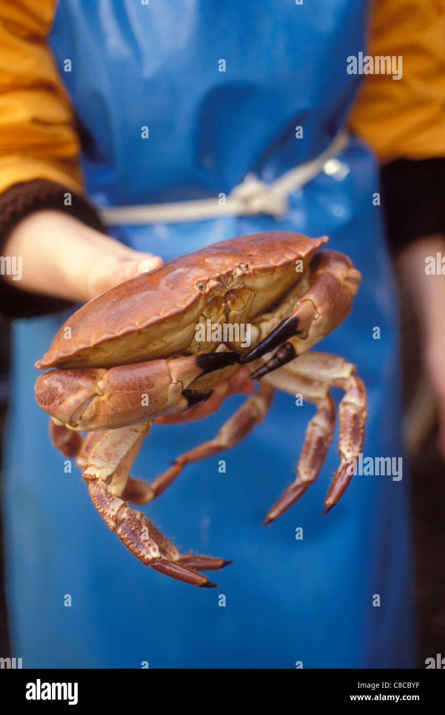 Fishmonger holding whole crab Stock Photo - Alamy