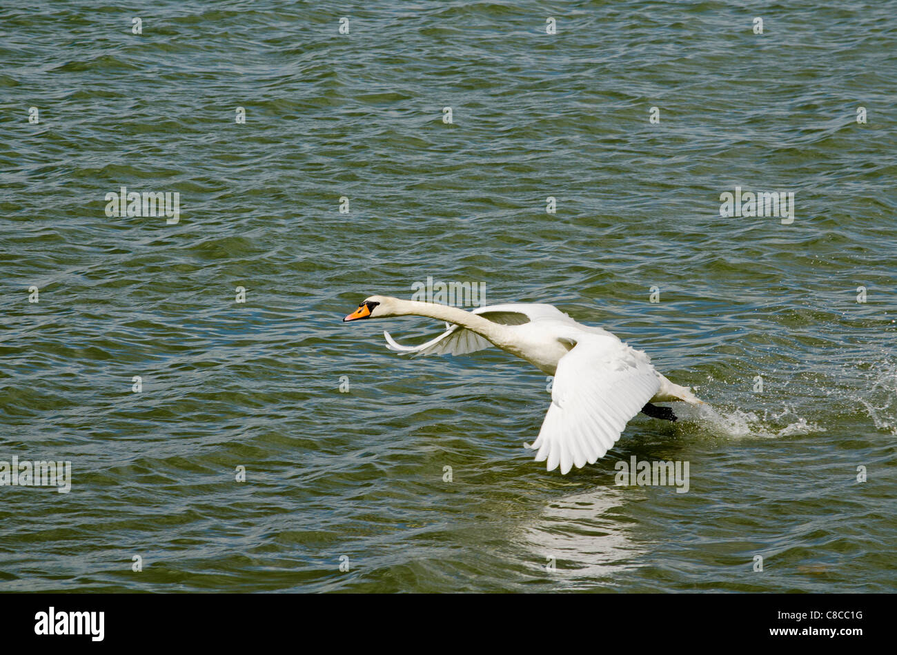 A swan taking off from a river Stock Photo - Alamy