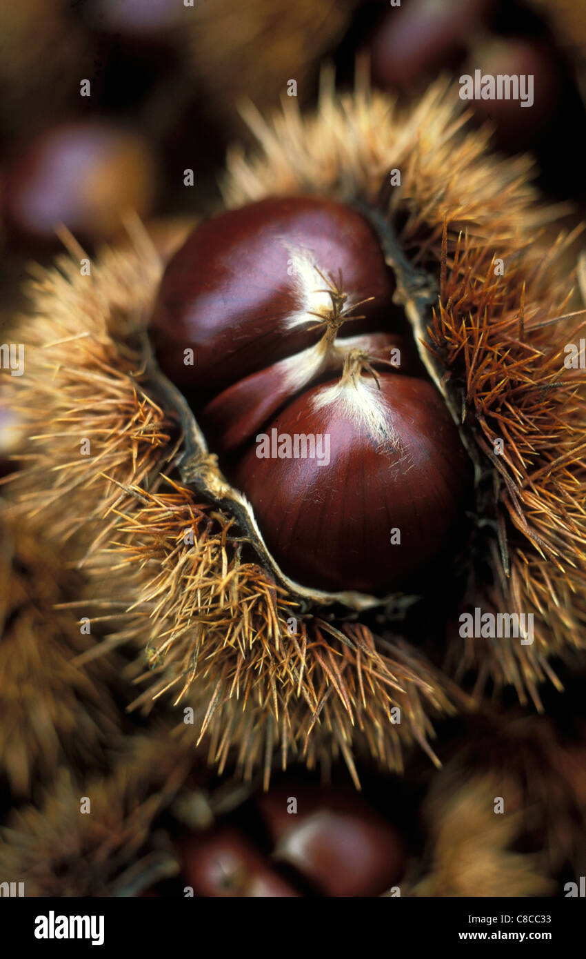 Chestnut in pod Stock Photo - Alamy