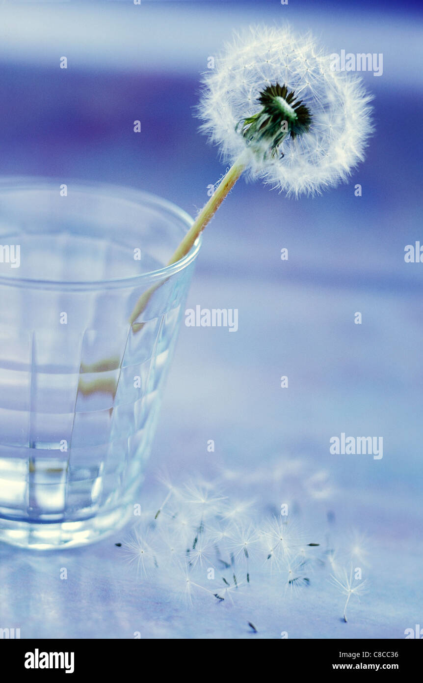 Dandelion head in glass Stock Photo - Alamy