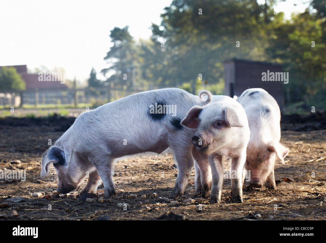Old spot piglets hi-res stock photography and images - Alamy