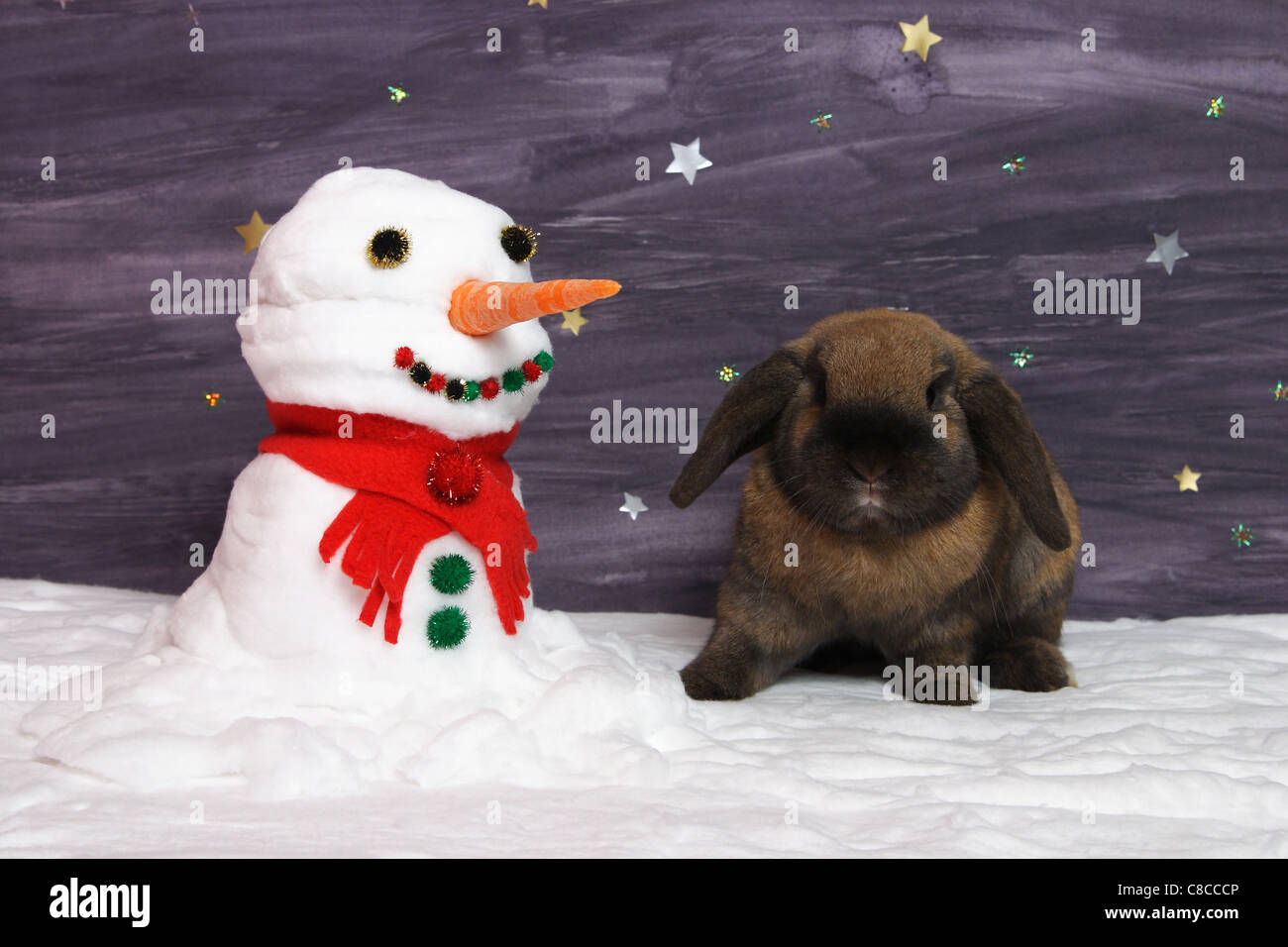 Brown dwarf lop rabbit with snowman Stock Photo - Alamy