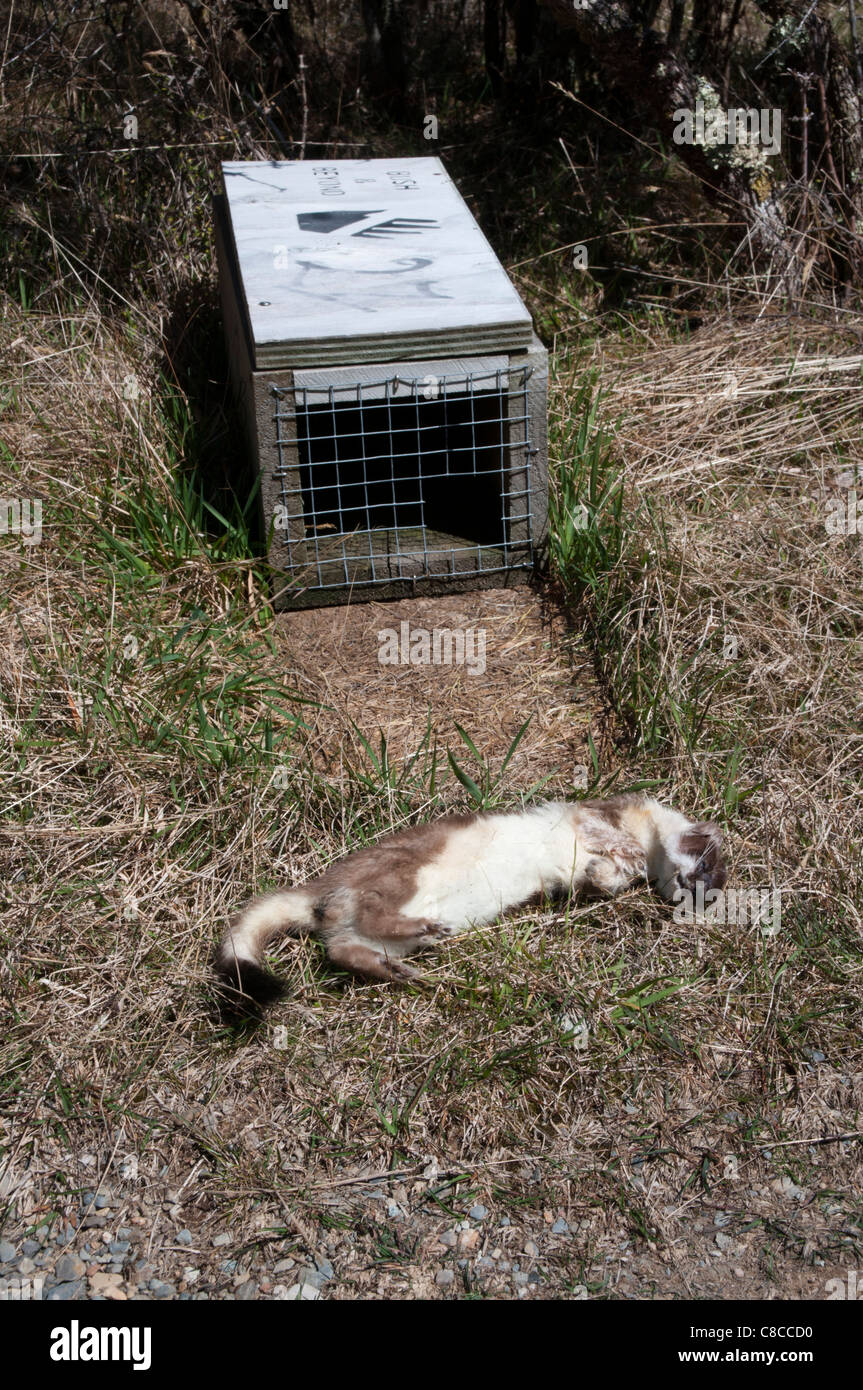 Stoat new zealand hi-res stock photography and images - Alamy