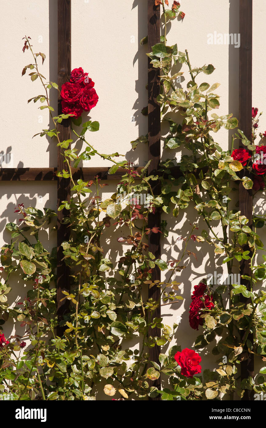 Climbing rose wall hi-res stock photography and images - Alamy