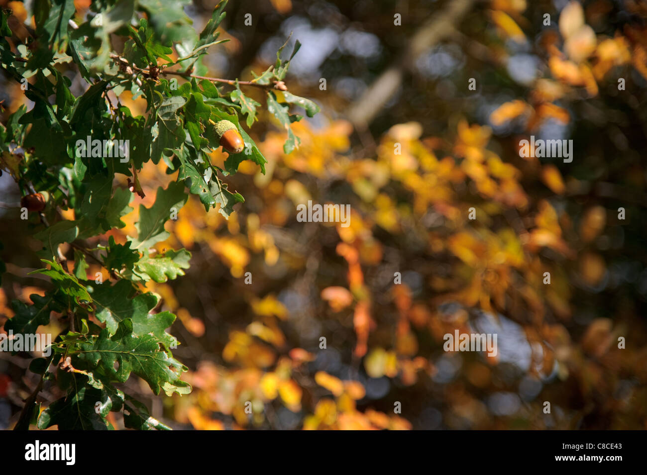 Acorn forest hi-res stock photography and images - Alamy
