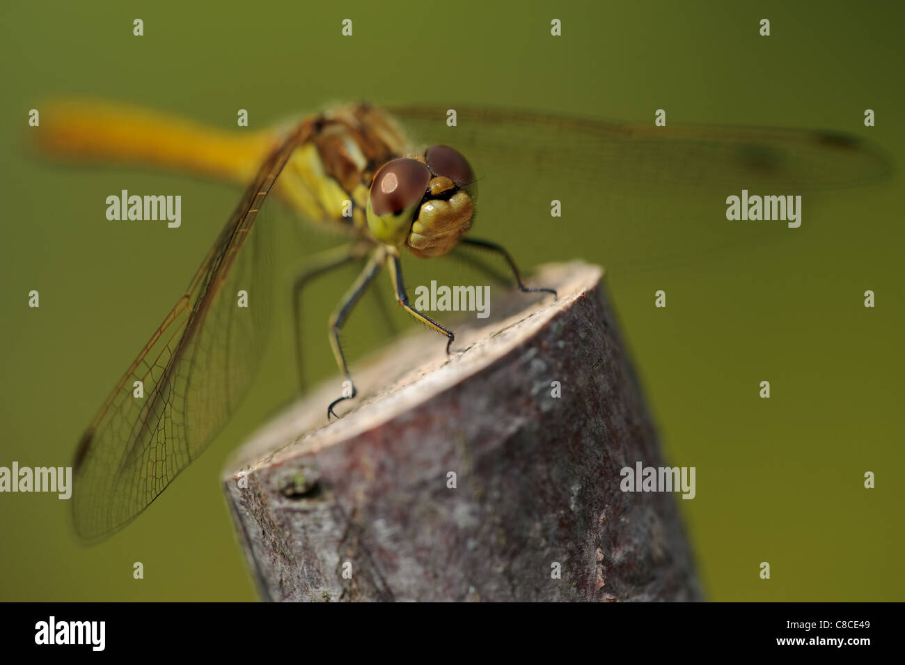 A green dragonfly with a green background Stock Photo - Alamy