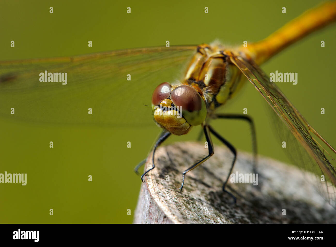 Green dragonfly against a green background Stock Photo - Alamy