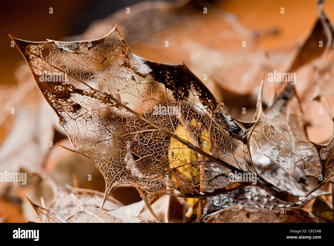 Leaf skeleton hi-res stock photography and images - Alamy