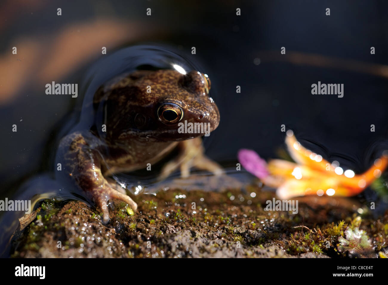 Water holding frog hi-res stock photography and images - Alamy