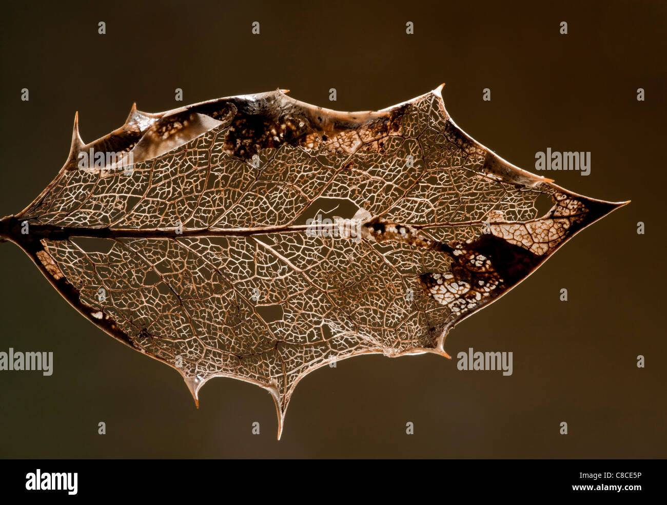 Leaf skeleton hi-res stock photography and images - Alamy