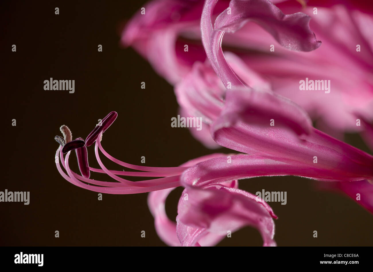 Cape Flower, Guernsey Lily or Japanese Spider Lily, Nerine bowdenii ...