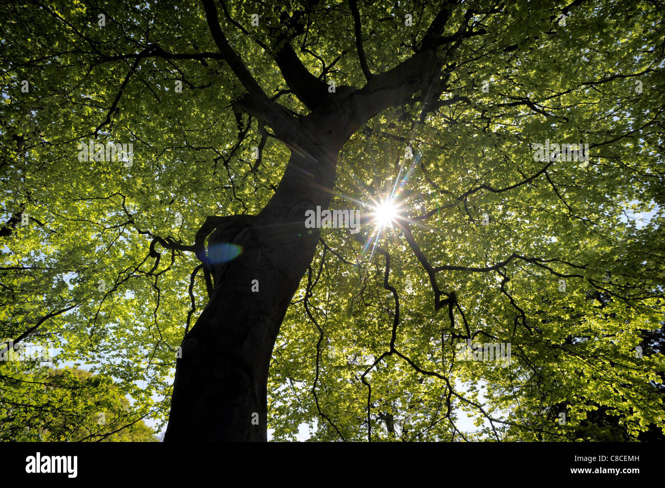 Sunburst tree hi-res stock photography and images - Alamy