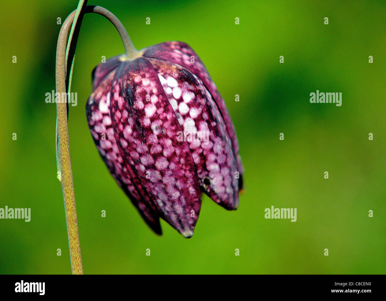 Snakes head fritillary flower hi-res stock photography and images - Alamy