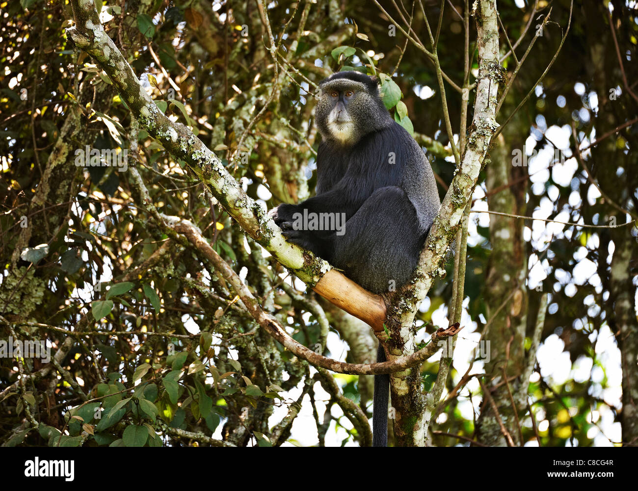 diademed monkey / Cercopithecus mitis Stock Photo - Alamy