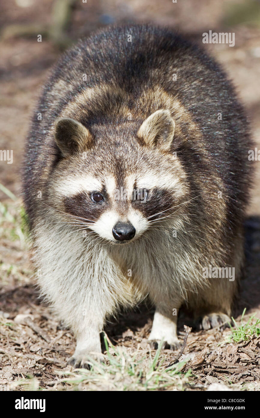 Raccoon stands hi-res stock photography and images - Alamy