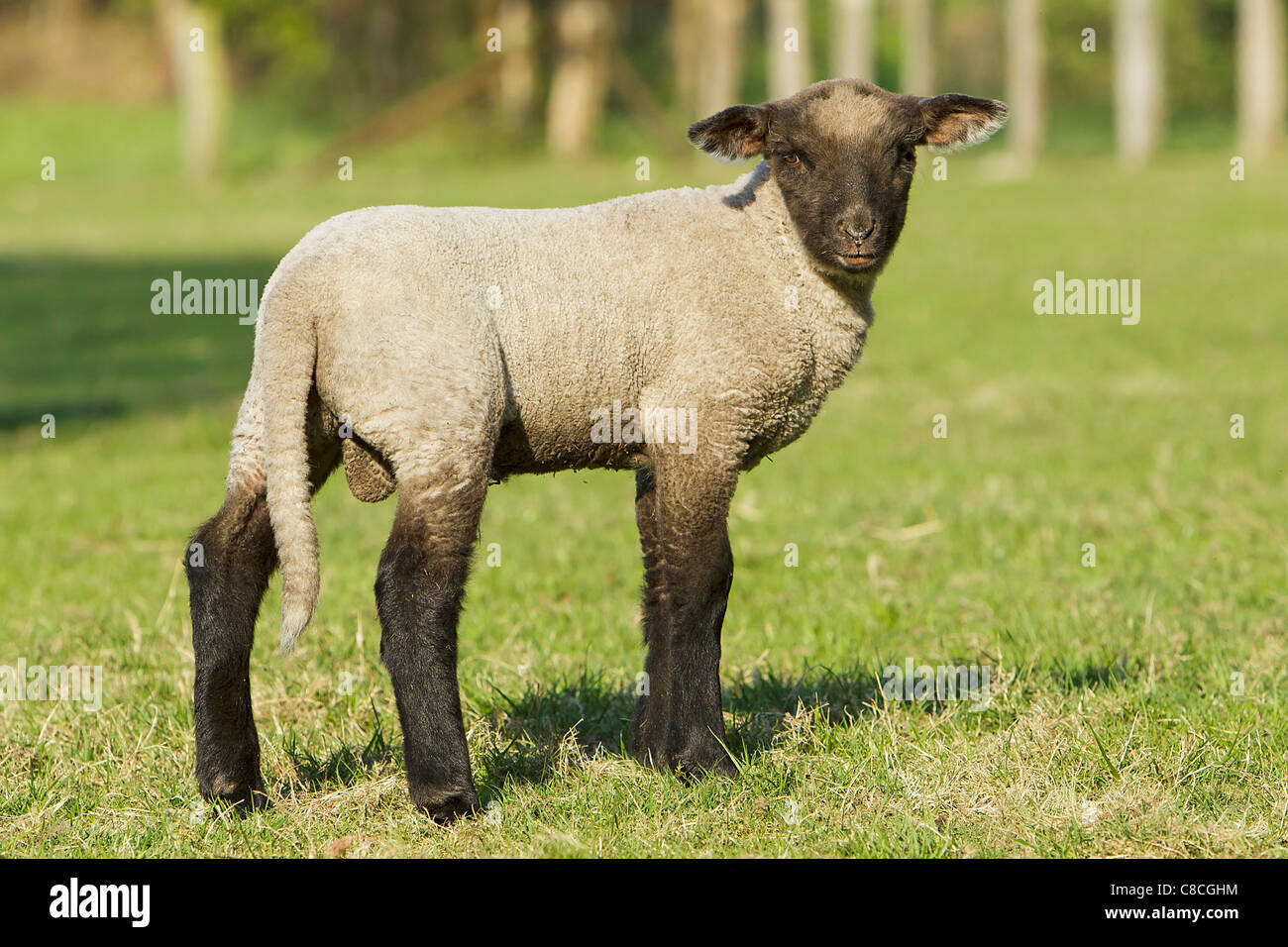 German Blackheaded Mutton - lamb on meadow Stock Photo - Alamy